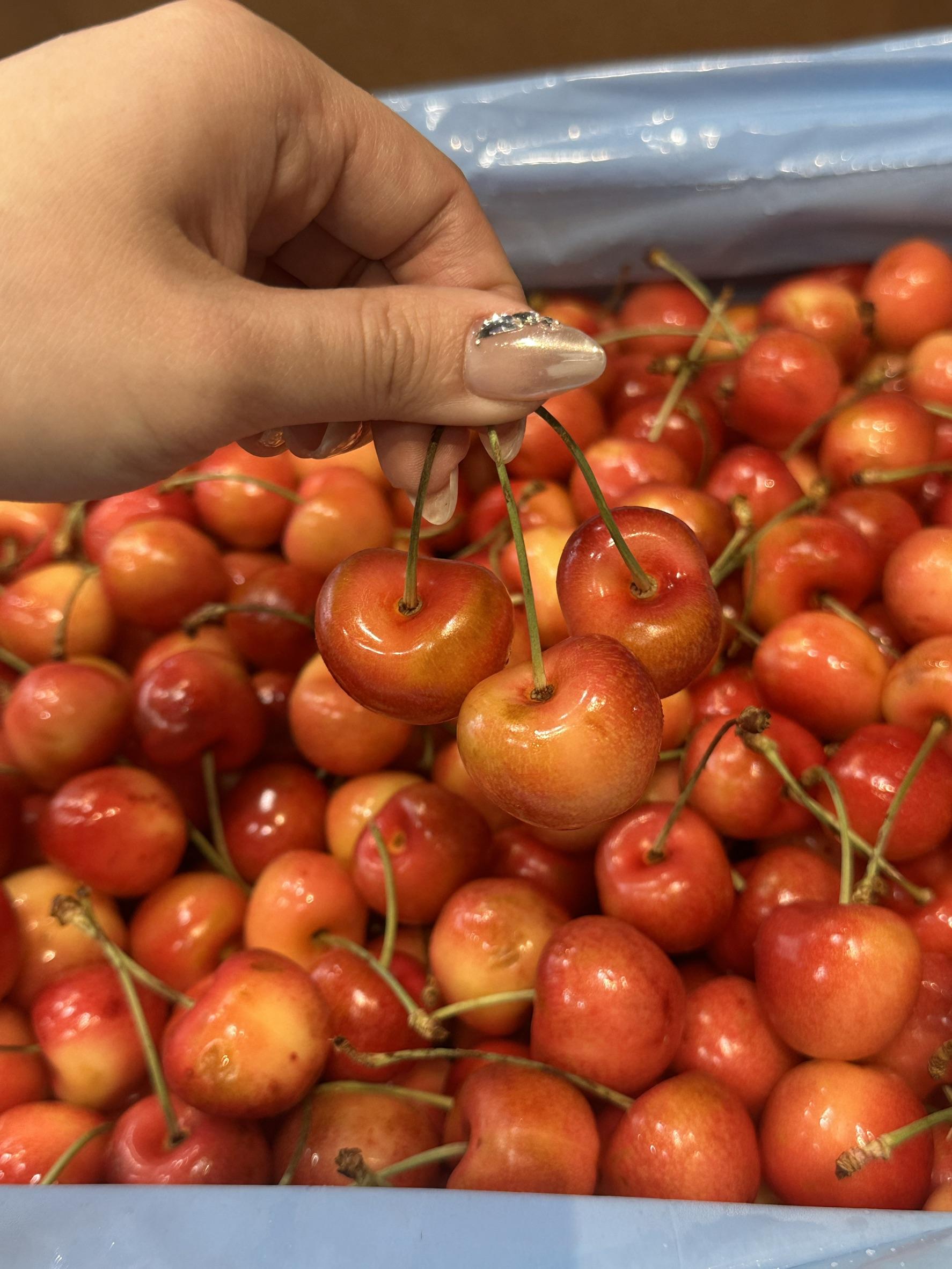 美國華盛頓高山草莓焦糖白櫻桃9.5R -4kg原封件 | 果然美-鮮果舖